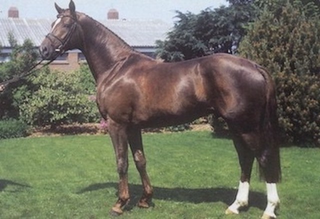 Stallions – Capall Warmbloods
