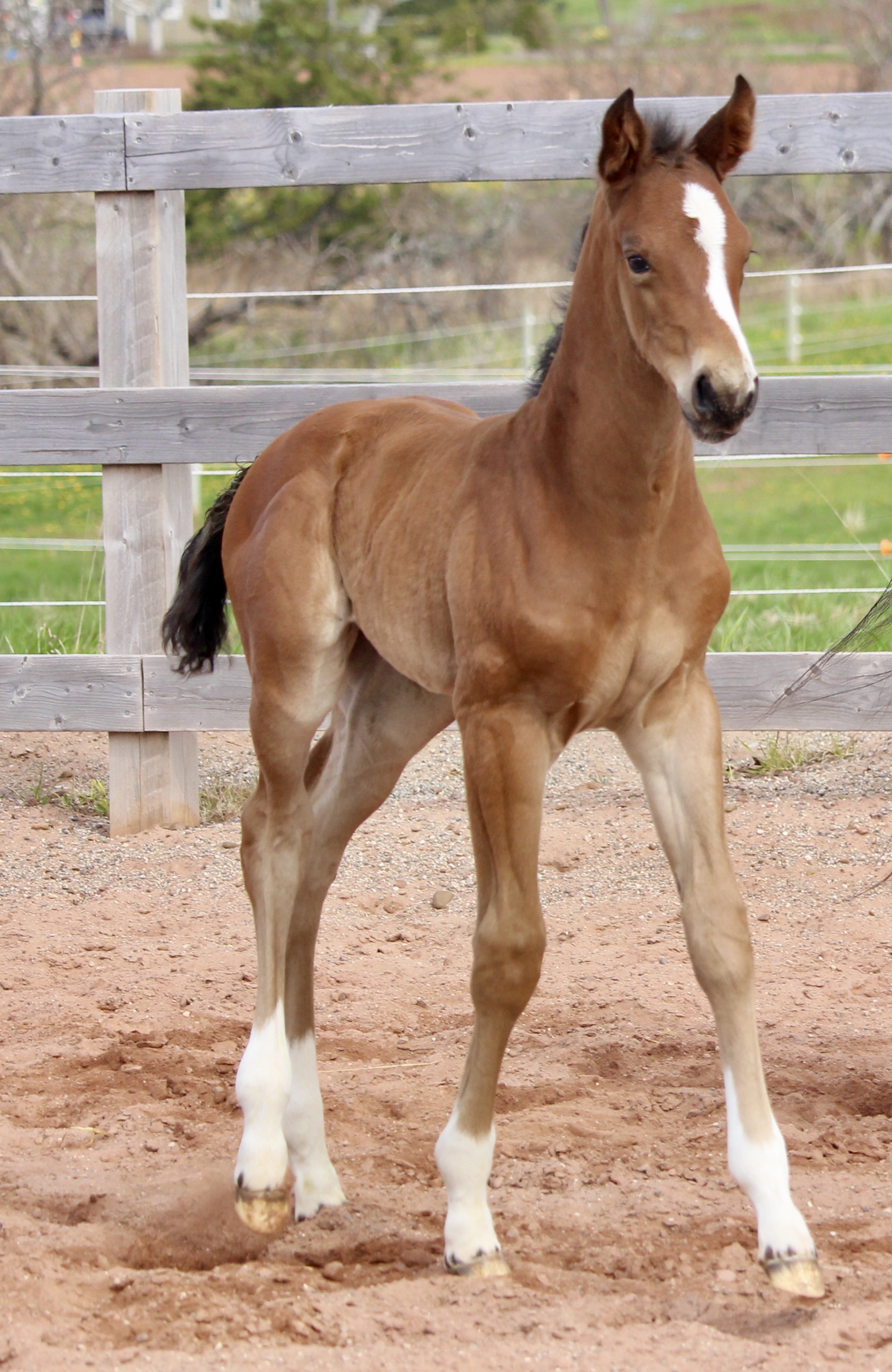 2023 – Capall Warmbloods