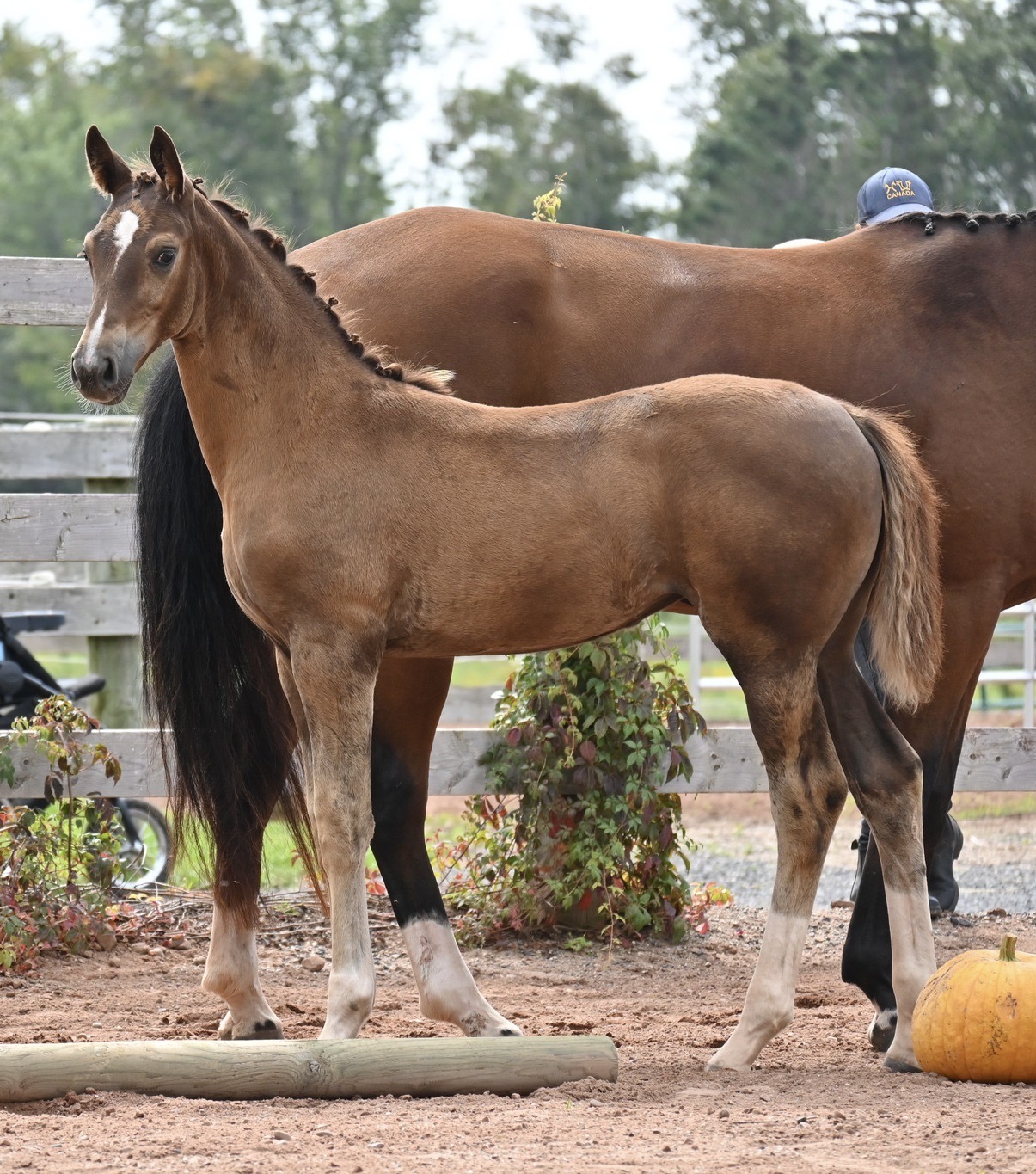 September Update – Capall Warmbloods