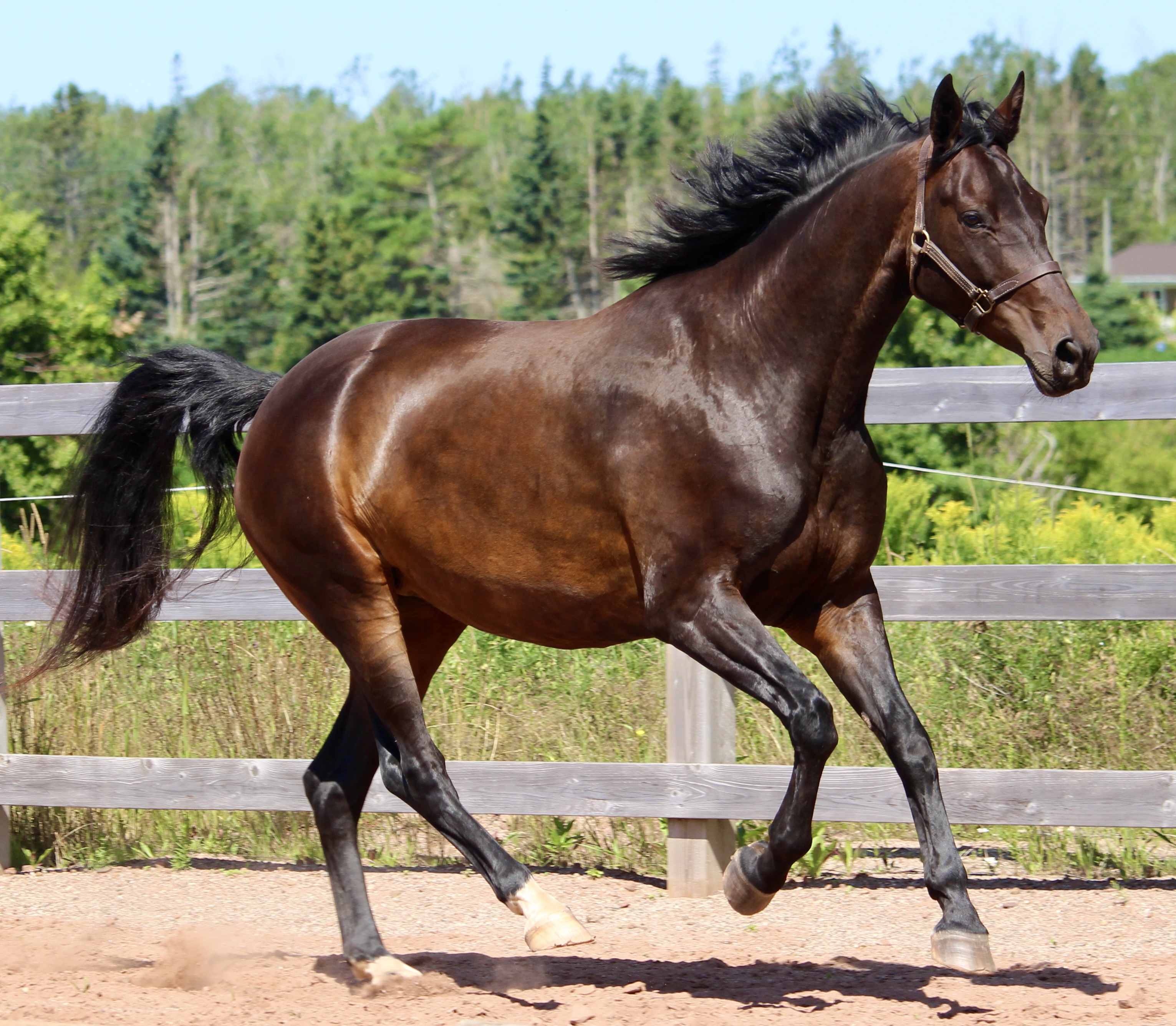 G – SOUTHLAKE – Capall Warmbloods