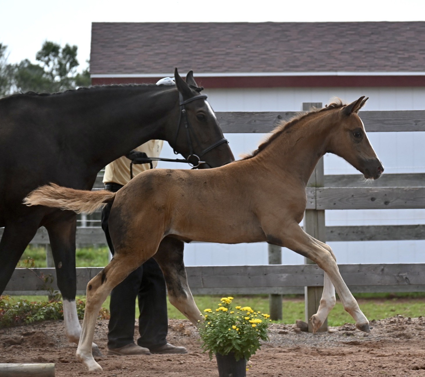 March Update – Capall Warmbloods