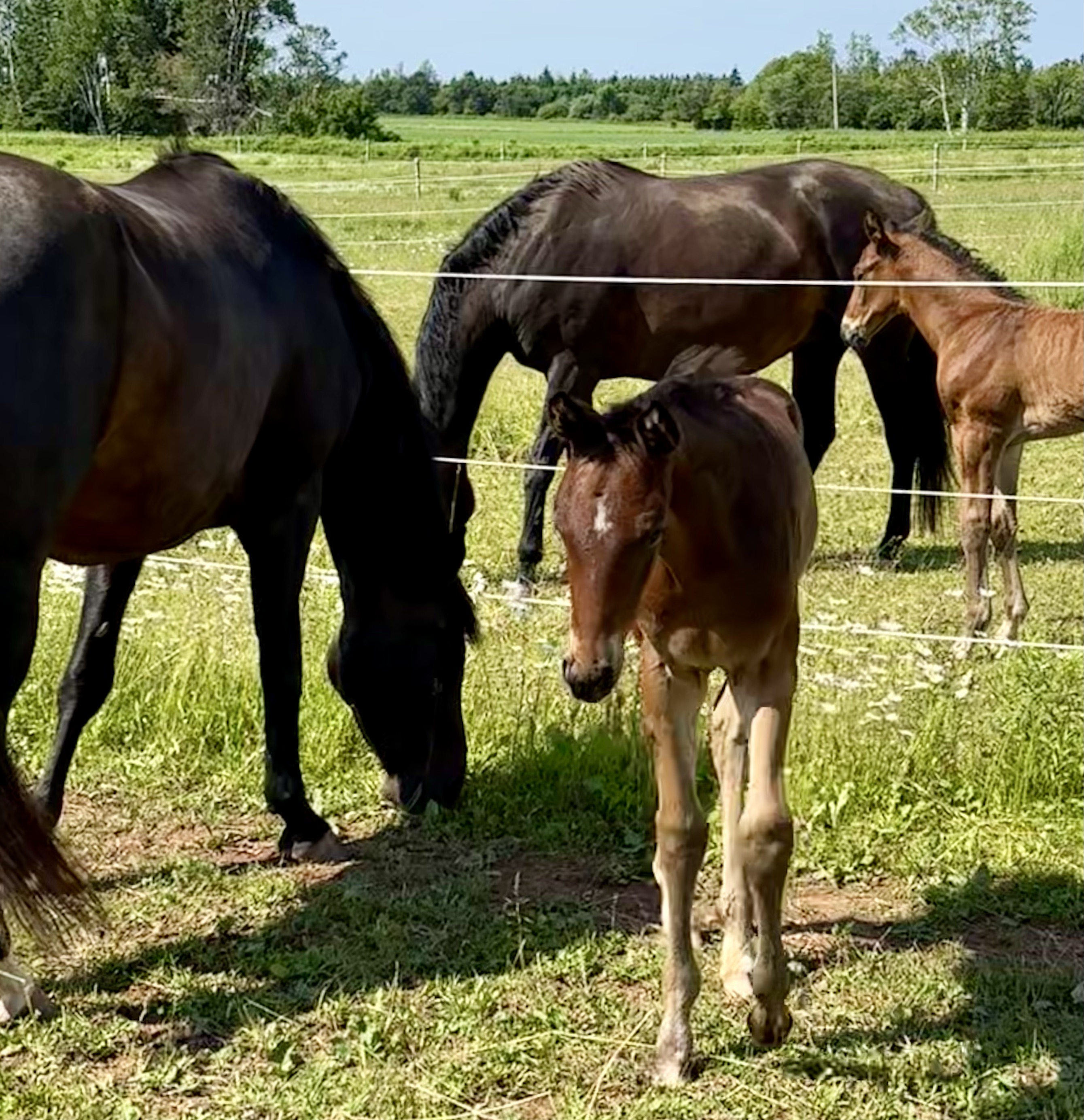 June 2024 – Capall Warmbloods