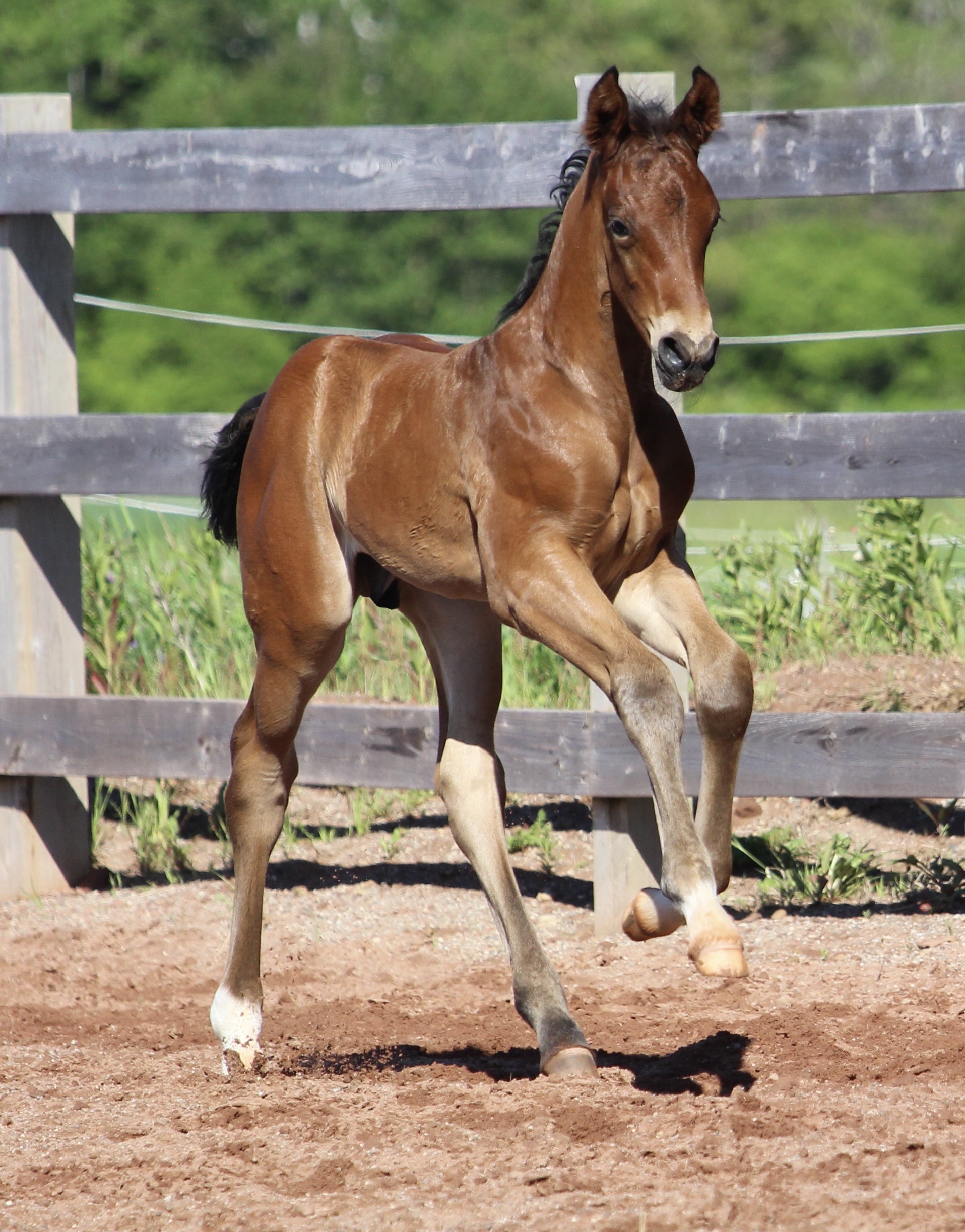 2024 – Capall Warmbloods
